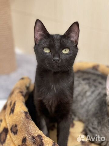 Черный котенок девочка 5мес