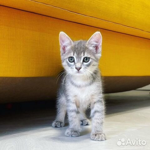 Котенок мальчик