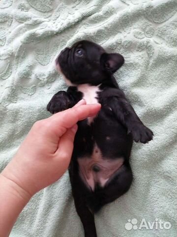 Щенки французского бульдога