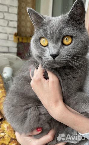 Британская