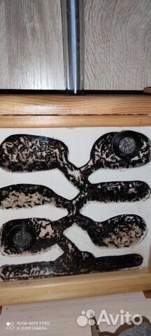 Продам camponotus nicobarensis вместе с формикарие