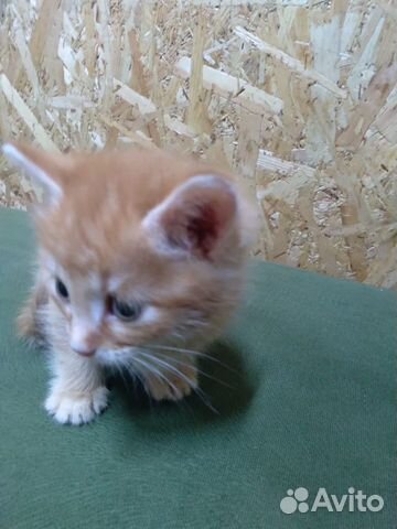 Котята
