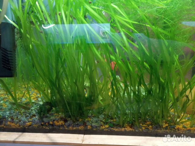 Водоросли для аквариума