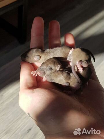 Пасюк/дикая крыса/серая крыса/ручные