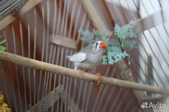 Амадин Зебровый (Девочка)