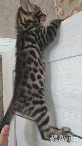 Бенгальские котята