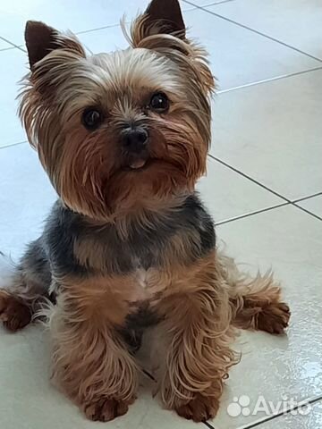 Йоркширский терьер вязка. Мальчик. Миник. Вес 2600