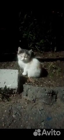 Помощь котятам