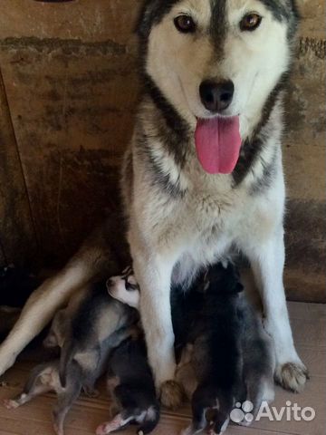 Щенки хаски