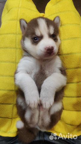 Шоколадный малыш