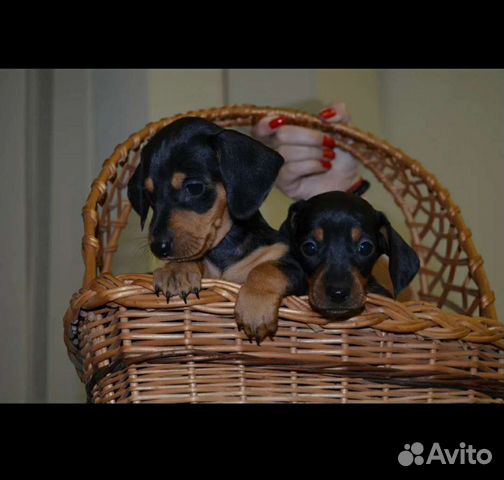 Такса крольчья