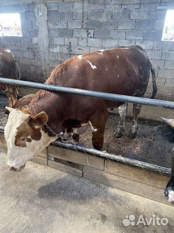 Бык племеной