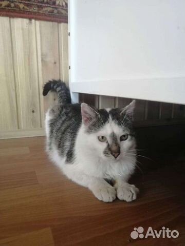 Кот в дар