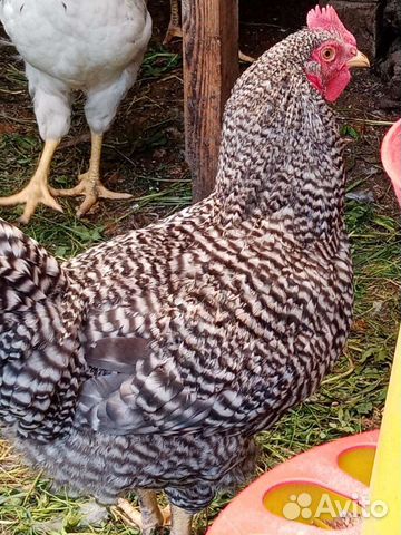 Петушки 3 месяца доминант