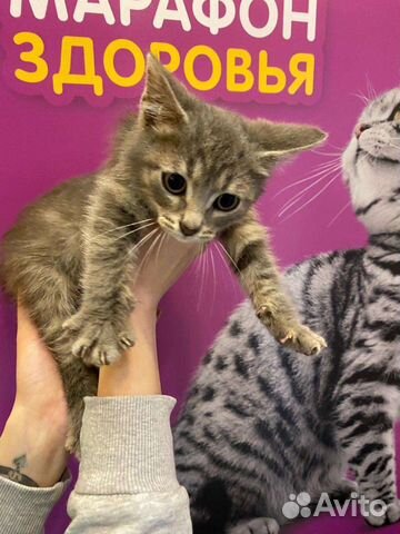 Котёнок Степашка