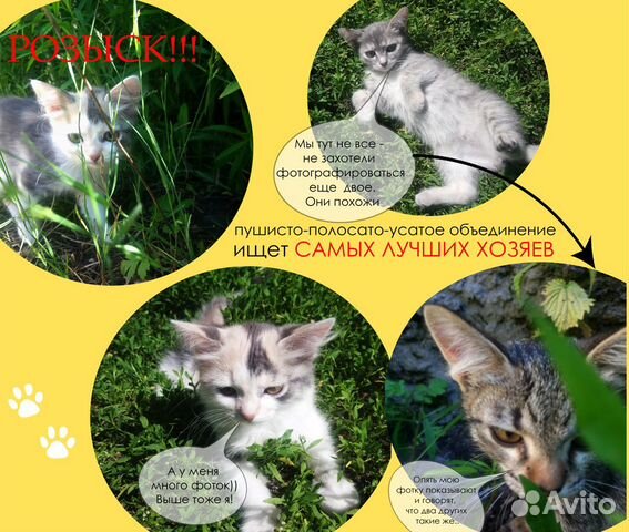 Котят отдам в добрые руки бесплатно