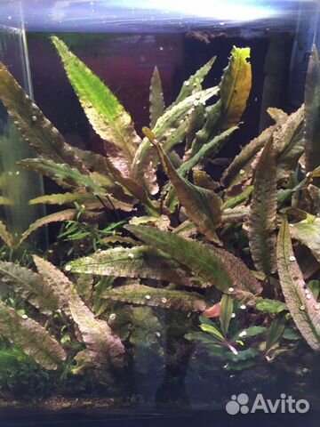 Cryptocoryne flamingo (криптокорина фламинго)