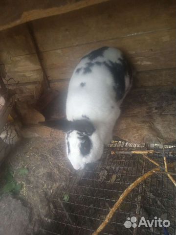 Кролики бабочка