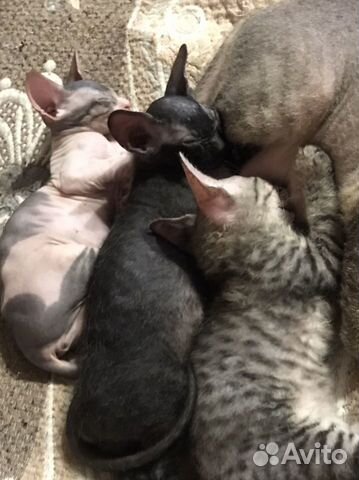 Донской сфинкс котята