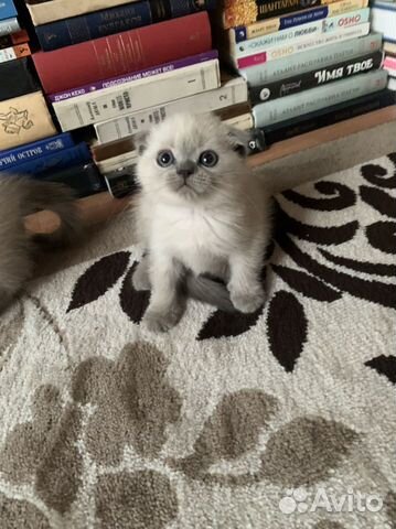 Шотландские котята