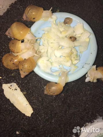 Улитка ахатина