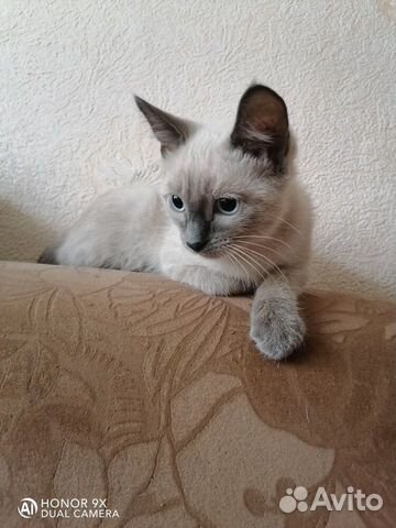 Котенок