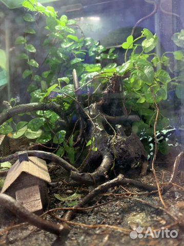 Террариум с лягушками
