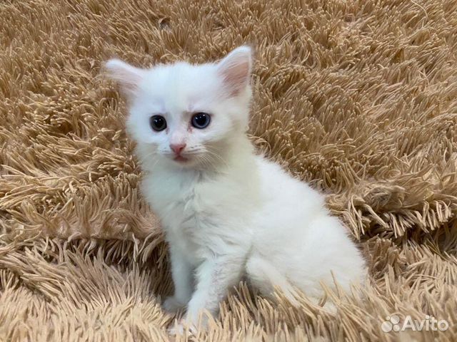 Малышка Алиса