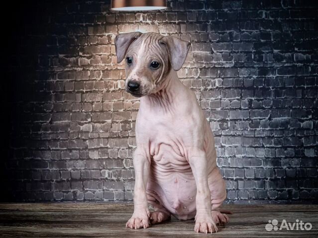 Щенок американского голого терьера