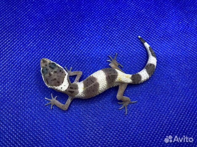 Эублефар Hypo Mack Snow het Raptor самка