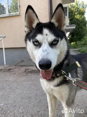 Сибирский хаски