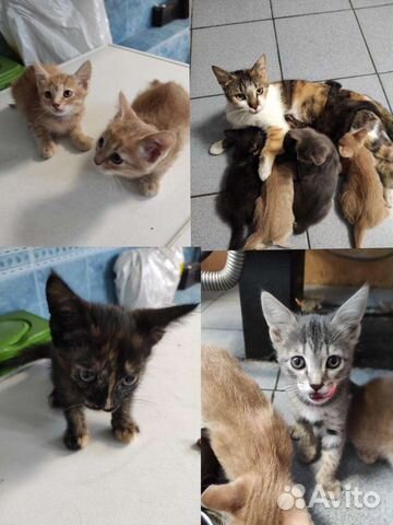 Котята 2 месяца рыжий, черный, серый, черепаховый