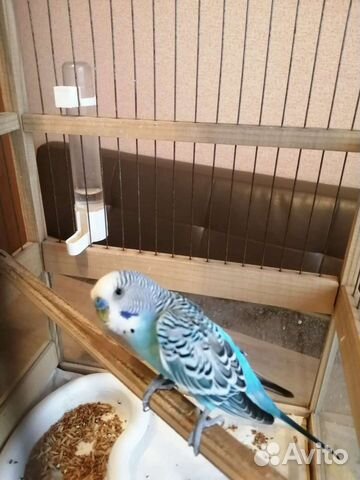 Волнистый попугай с клеткой