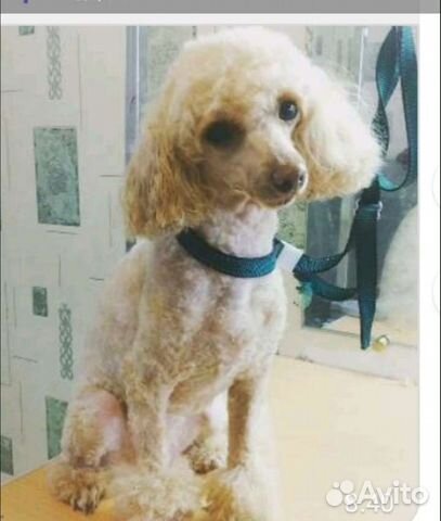 Карликовый пудель