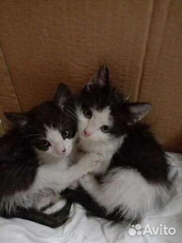 Котята в добрые руки бесплатно