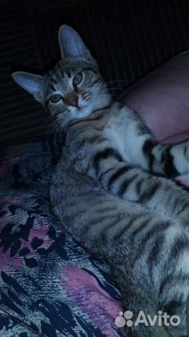 Маэстро Кот ищет любящие руки)