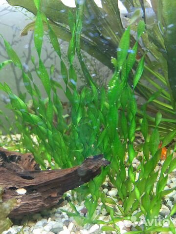 Аквариумное растение
