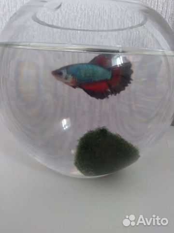 Рыбка петушок