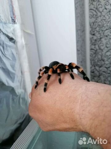 Паук птицеед