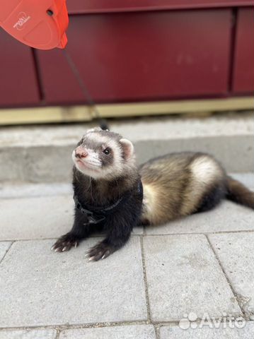 Хорёк в добрые руки