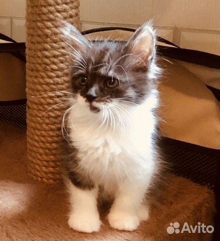 Курильский бобтейл, мишка Гамми