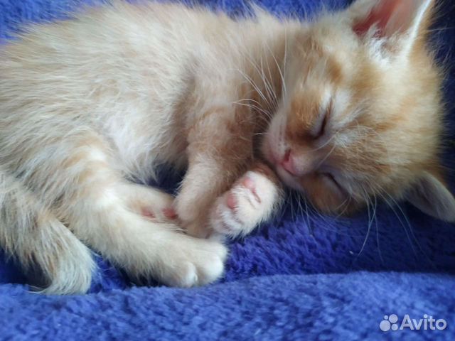 Котята манчкин