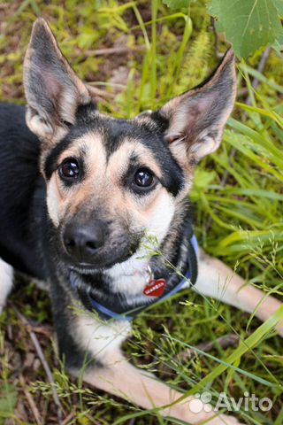 Шанель брошенка - щенку нужен дом