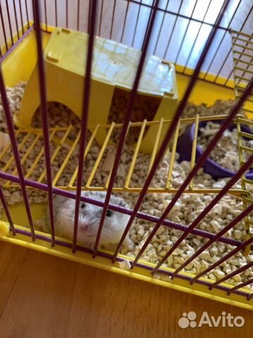 Хомяк с клеткой и шар