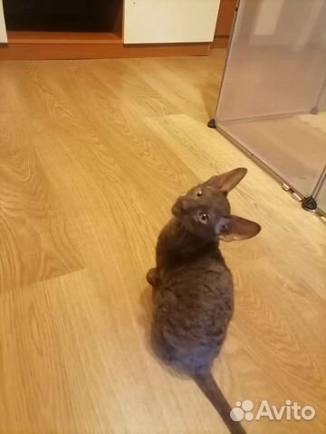 Котята корниш-рекс