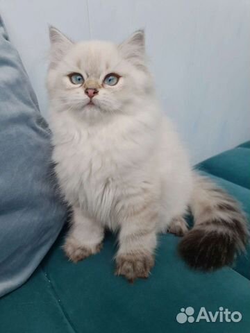 Британская шиншилла