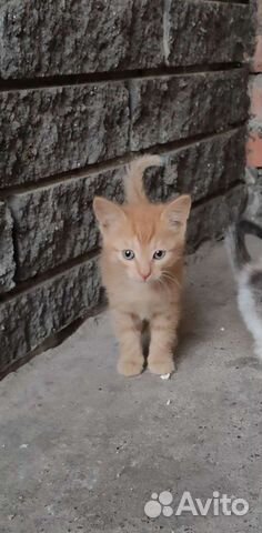 Рыжий котенок девочка