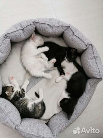 Кошка в дар