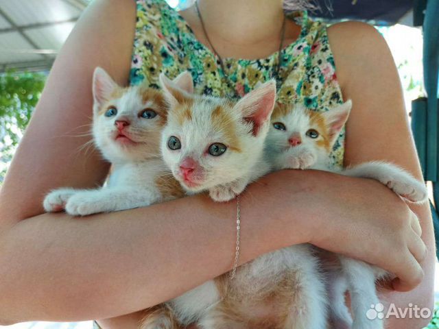 Три дружелюбных, жизнерадостных кошечки в поисках