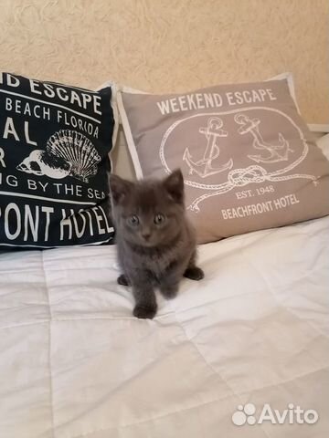 Котенок породистый